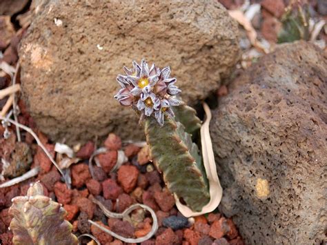 Etnograf A De Fuerteventura Fotos Actuales De Flora