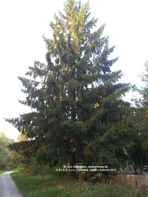 Smrek Záhradníctvo Abies