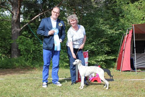 Sw Byske Off 47 14 Svenska Whippetklubben