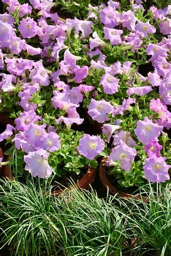 정원 쇼 컨테이너 냄비에 성장 하는 장식적인 잔디 보라색 분홍색 라일락 피튜니아 꽃의 이미지 여름 연간 침구 연례 꽃 피튜니아 냄비 식물 사진 0명에 대한 스톡 사진 및