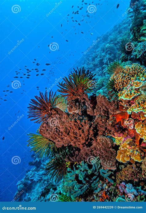 Coral Reef South Pacific Stock Image Image Of Coral 269442239
