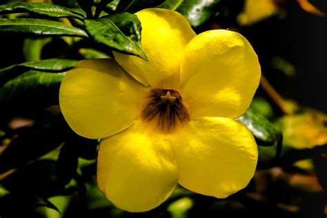 Alamanda Guia Completo De Cultivo Da Famosa Trepadeira Portal Atualizei
