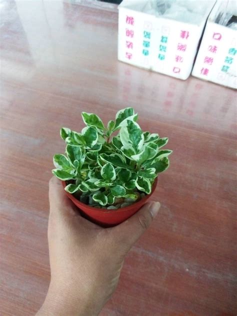 Kutsarita Alternanthera Ornamental Plant