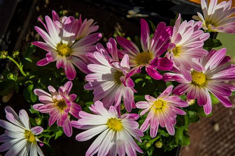 Fondos De Pantalla Crisantemos De Cerca Flores Descargar Imagenes