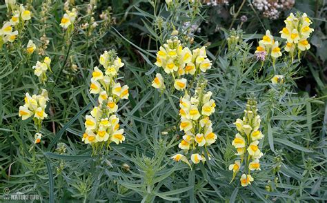Common Toadflax Photos Common Toadflax Images Nature Wildlife Pictures Naturephoto