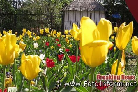 Понад три мільйони тюльпанів зацвіло у Кропивницькому (ВІДЕО)
