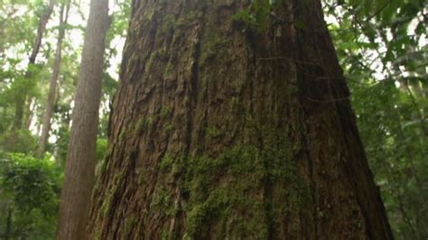 214 Tree Bark Skin Stock Videos Footage And 4k Video Clips Getty Images