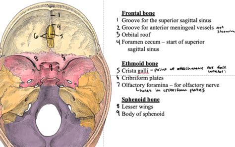 Cranial Fossae First Half Of Part D Flashcards Quizlet