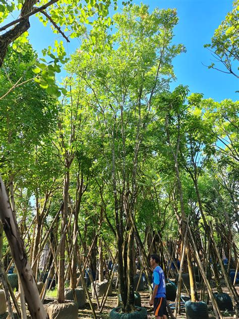 กระพี้จั่น 10 สวยๆ รากใบดี สนใจสอบถามได้ค่ะ ไม้ขุดล้อมสวนเปิ้ล อุทยาน
