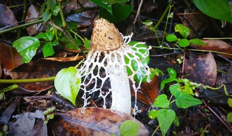 Mushroom Shaped Like Penis Telegraph