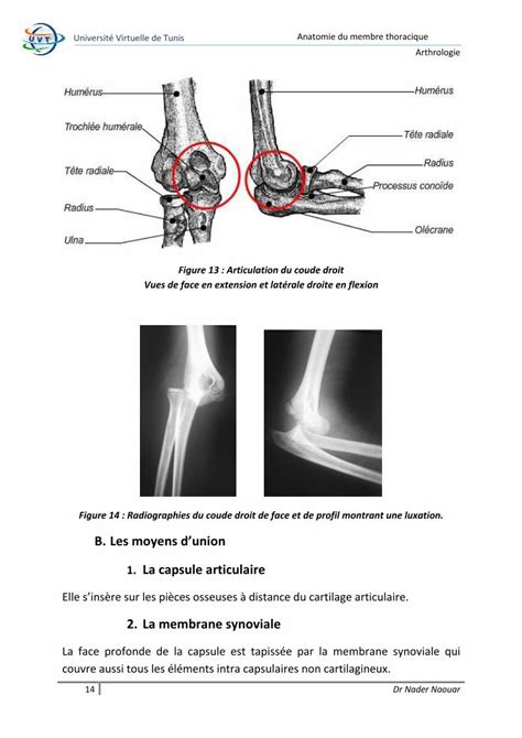 Pdf Anatomie Du Membre Thoracique …