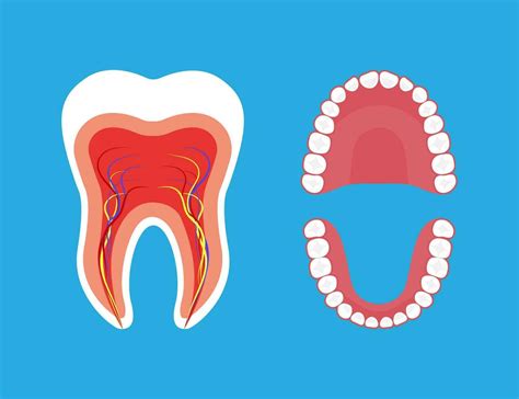Tooth Anatomy And Oral Cavity Structure Vector Illustration 35600240