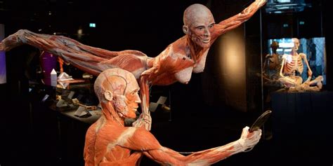 Llega a Mexicali la exposición Body Worlds