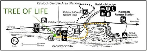 The Tree Of Life Washington State A Complete Guide