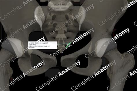 Sacrococcygeal Ligament