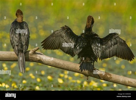 Rear View Of Two Pygmy Cormorants Phalacrocorax Pygmeus Perched On A