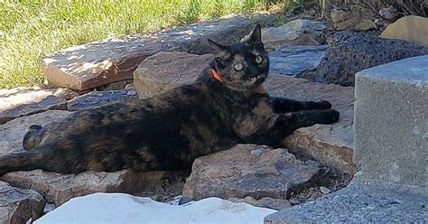 Lost My Cat Yesterday Album On Imgur