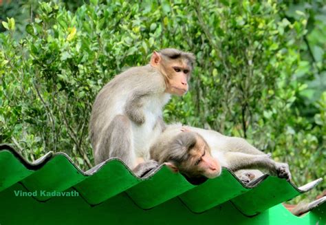 Handicapped Monkey Vinod K Photography