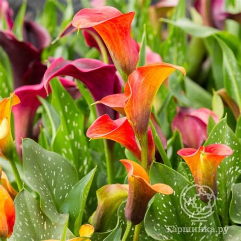 Саженцы каллы купить в Москве по низкой цене - интернет-магазин Гаршинка