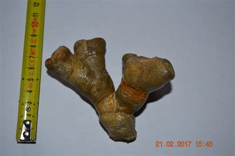 Cretaceous Sponge Sponges The Fossil Forum