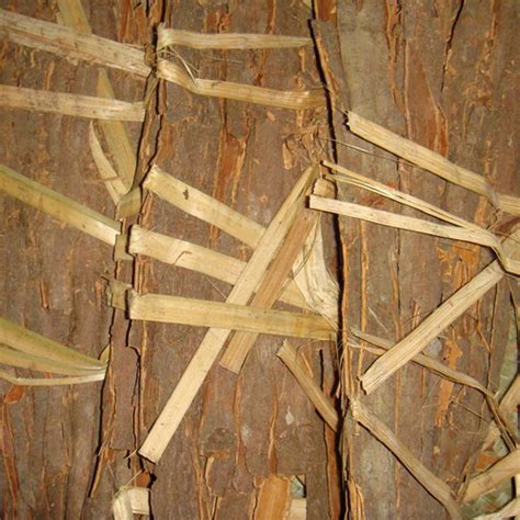 Cassia Whole With Bamboo Bundles Gulfood 2025