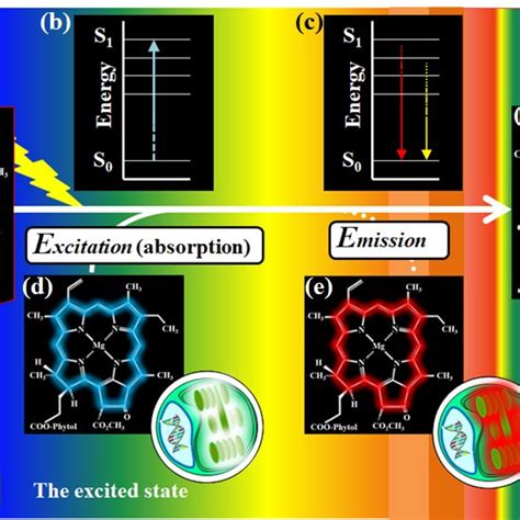Autofluorescence Emitted From Chlorophyll Molecules Of A Chloroplast In