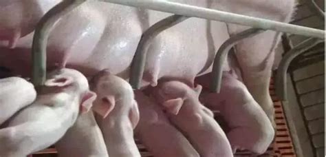 母豬奶水不好 出絕招 每日頭條