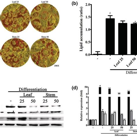 Effects Of Boehmeria Nivea L Bn Leaf And Stem Extracts On