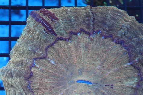Ultra Acanthophyllia D63 Show Size 7 Nyaquatic