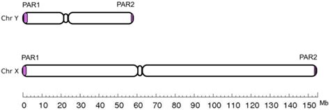 Genetics Of Sex Chromosomes Genes And Traits An Introduction To Genetics