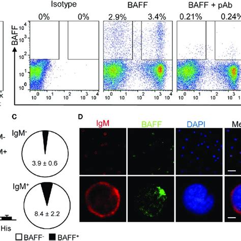 B Cell Activating Factor Baff Expression In Rainbow Trout In