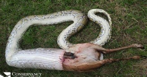 Burmese Python Devours Florida White Tail Deer