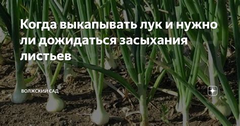 Когда выкапывать лук и нужно ли дожидаться засыхания листьев Волжский сад Дзен