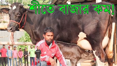 ফেনী জেলার কাস্টমাররা আলম ভাই সম্পর্কে যা বললেন গাভী প্রতি ১০ ১৫ হাজার