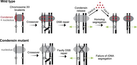 Model For Condensin Action At The Rdna In Yeast Meiosis For
