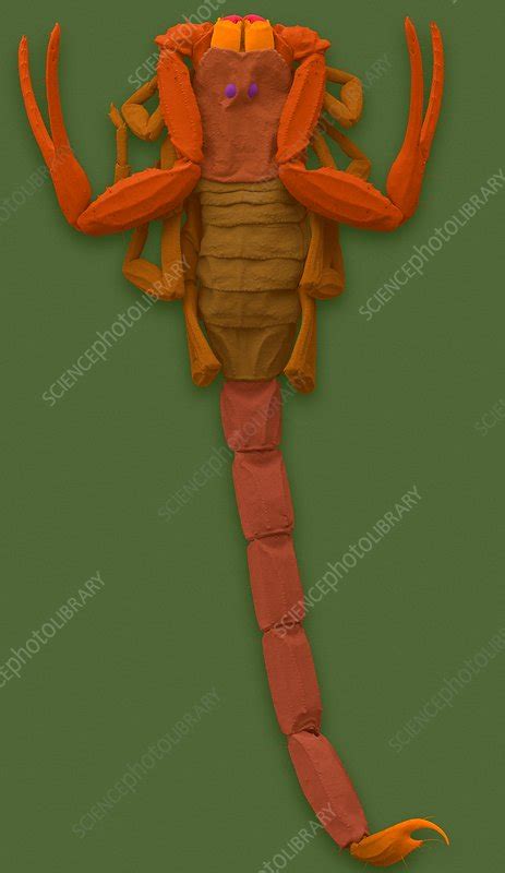 Lesser Brown Scorpion Isometrus Maculatus Sem Stock Image C032