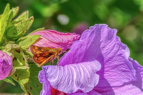 Pecks Skipper Photograph By Donald Lanham Fine Art America