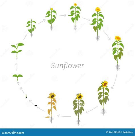 向日葵植物的圆生命周期 向日葵 圆的成长阶段传染媒介例证 库存例证 插画 包括有 耕种 发芽 144102598