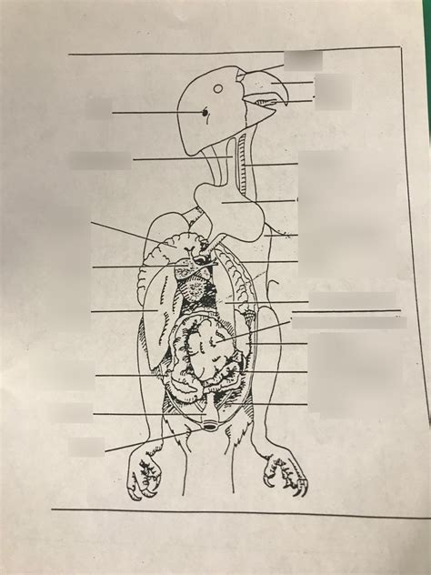 Internal Bird Anatomy Diagram Quizlet