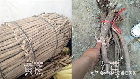 红芪和黄芪一字之差到底有何不同呢看看药农老丁怎么说 知乎