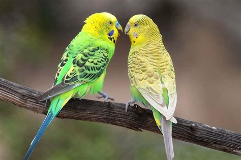 How To Tell If A Parakeet Is Male Or Female 7 Simple Ways