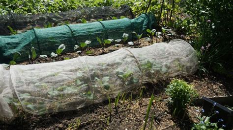 Pea Netting Keep Your Garden Pests Under Control A Veg Gardeners