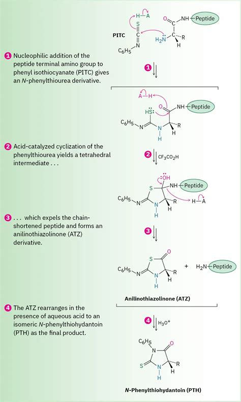 266 Peptide Sequencing The Edman Degradation Organic Chemistry