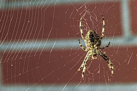 Spider Arachnid Web Free Photo On Pixabay Pixabay