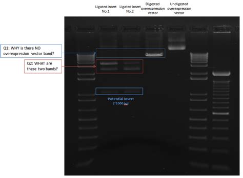 Unsolved Mystery Of Cloning Double Digestion And Ligation Researchgate