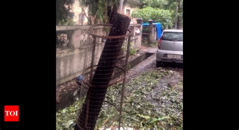 Mumbai Tree Fully Chopped From Trunk By Civic Workers In Powai