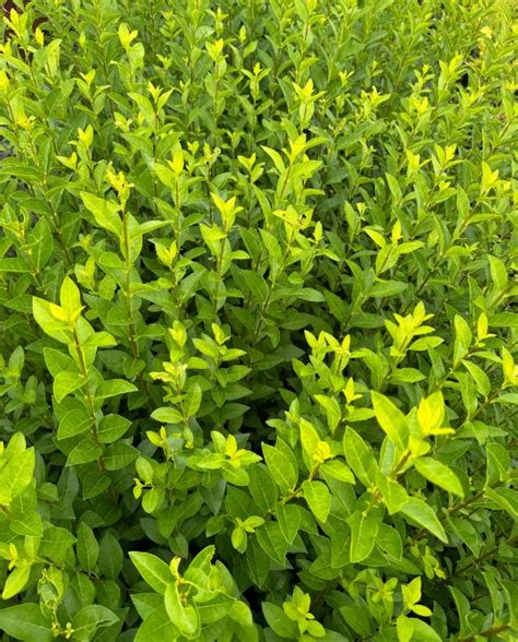 Лигуструм Ligustrum Ovalifolium Дворът БГ
