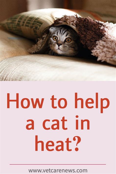 Cat Health How To Survive An Indoor Cat In Heat If You Ever