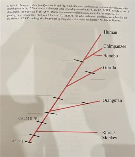 Solved 3 Show In Cladogram Below See Question 14 And Fig