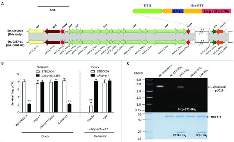 A C Terminal Toxin Domain Carried By An Extended Hcp Exhibited Download Scientific Diagram